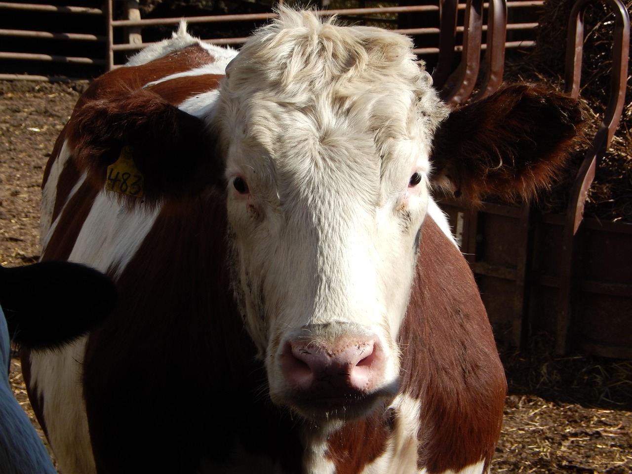 Claims of Animal Cruelty at Ogle County Rodeo Spur Debate, Legal Action ...