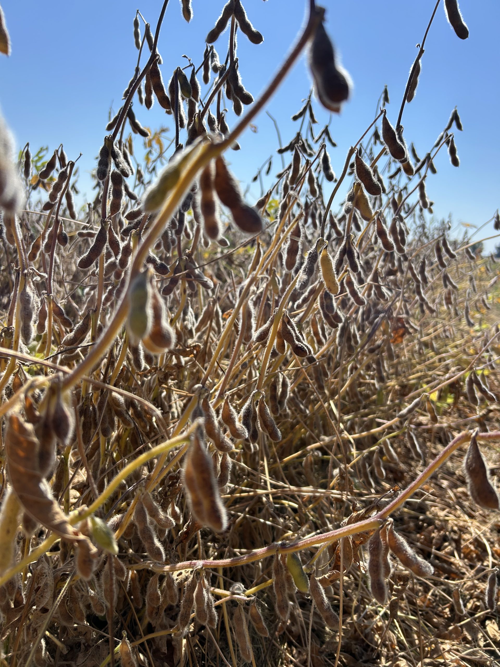 Illinois Corn and Soybean Crops Show Progress Amid Dry Conditions - 102 ...