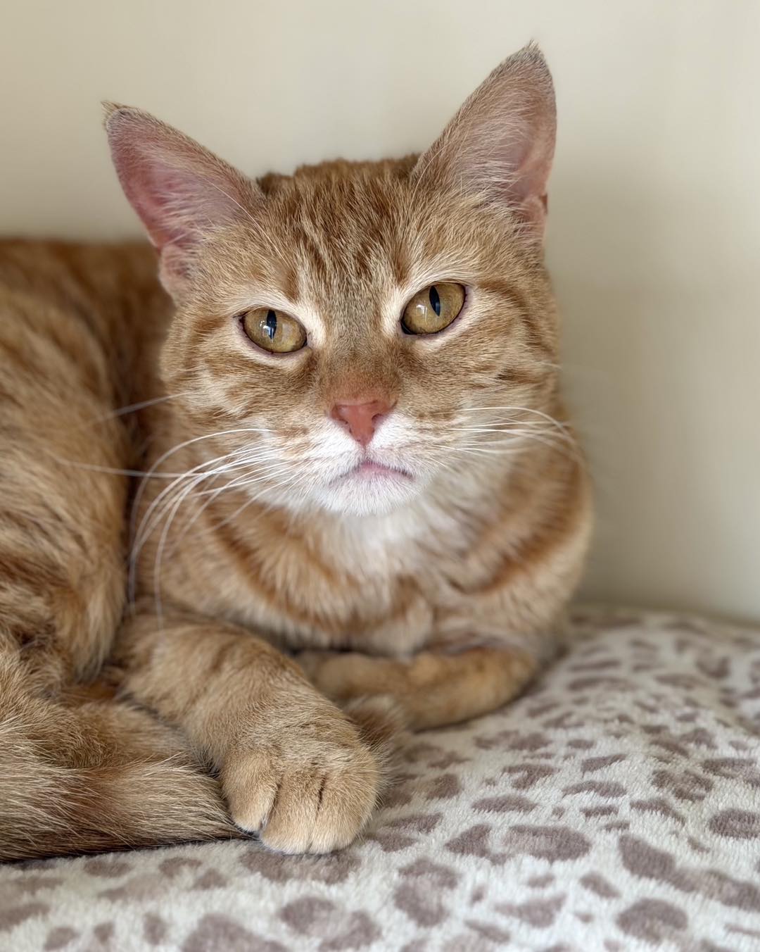 Tails Pet of the Week – Danielle Tiger - 102.3 The Coyote