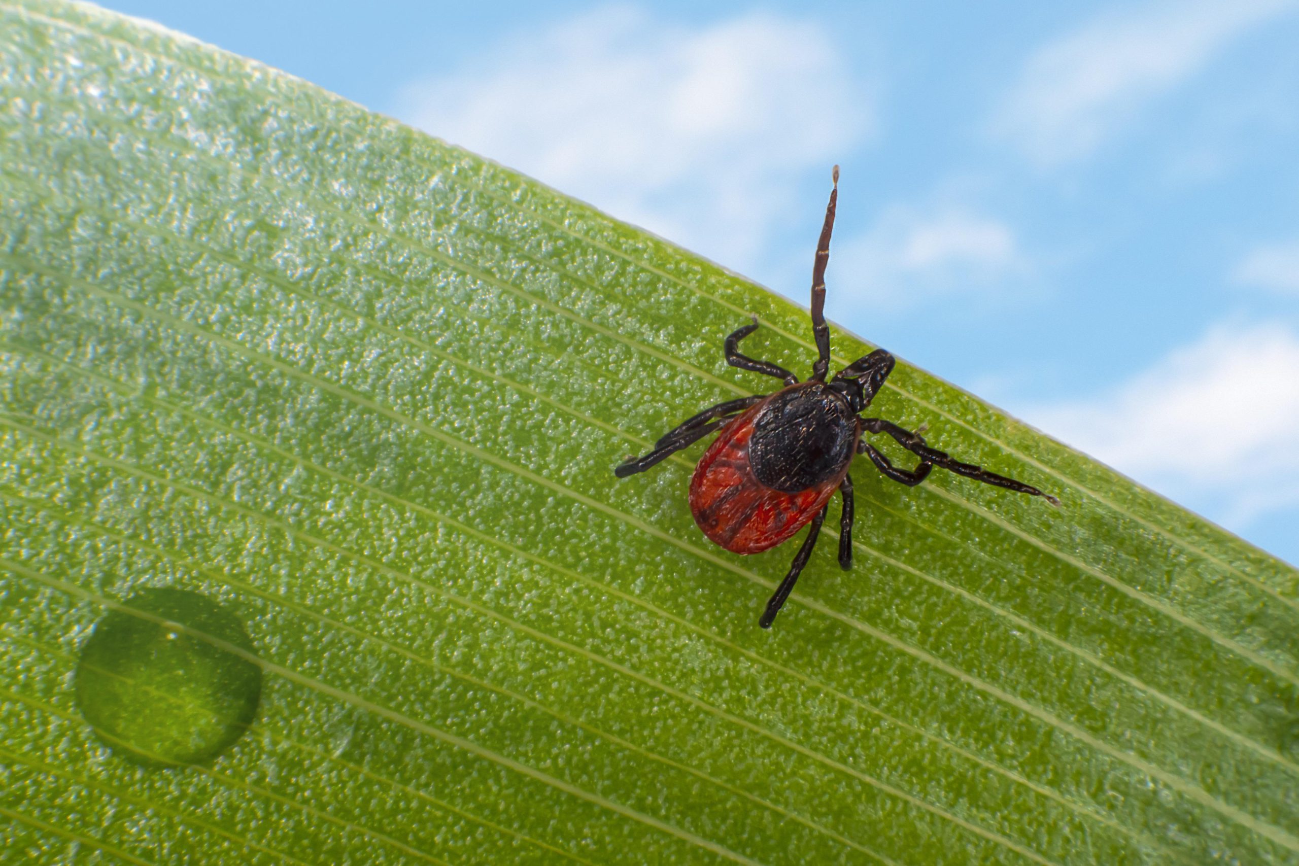 Health Department Reports Active Deer Ticks and Urges Precautions - 102 ...